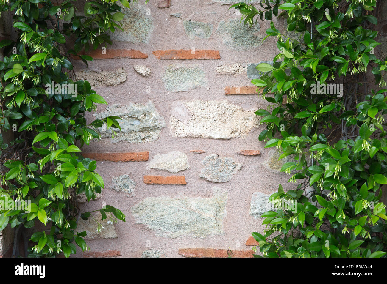 green leaves plant over brick wall background Stock Photo - Alamy