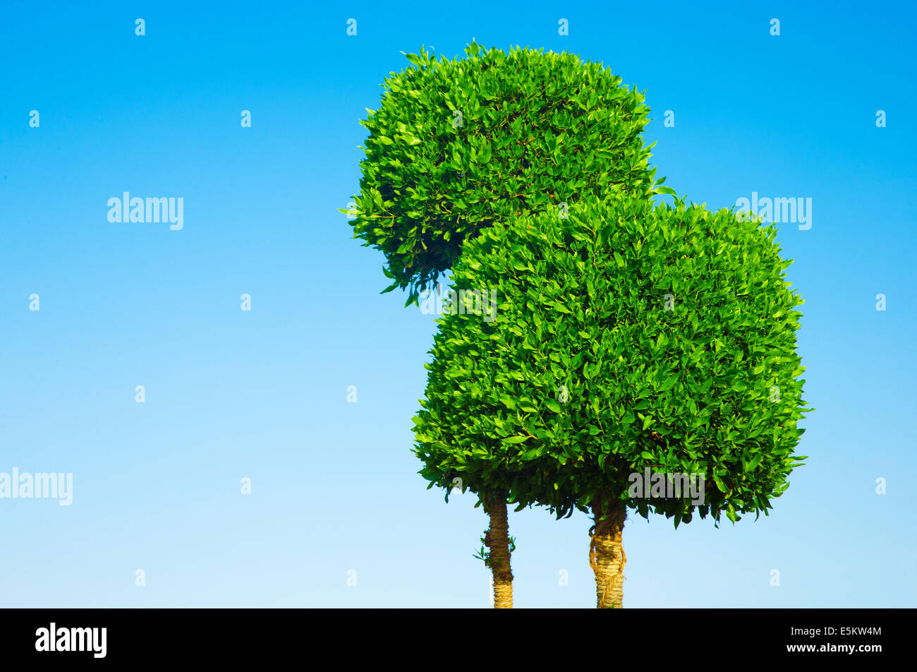 Alone tree on the green garden Stock Photo - Alamy