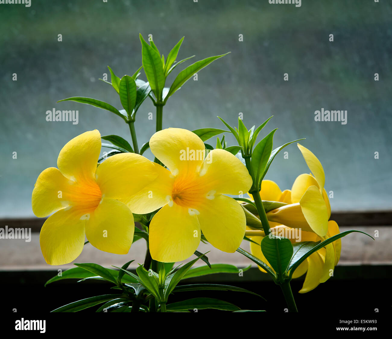 Allamanda flower hi-res stock photography and images - Alamy