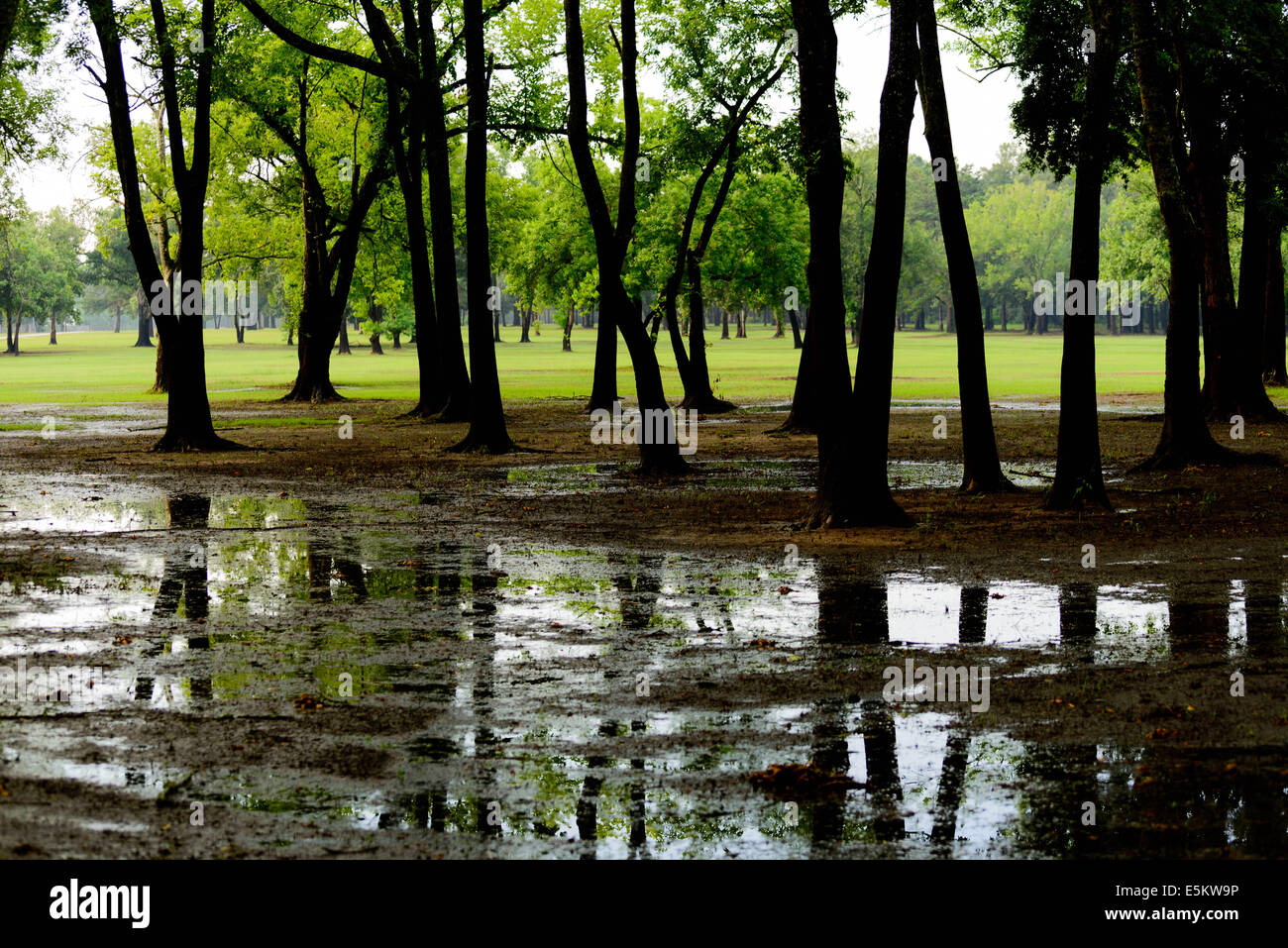 flooded park in Houston with standing water Stock Photo - Alamy