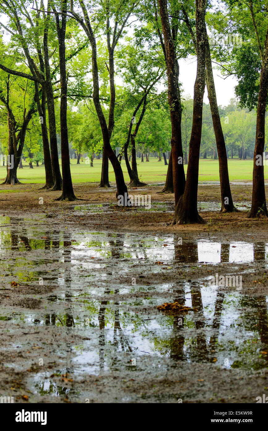 flooded park in Houston with standing water Stock Photo - Alamy
