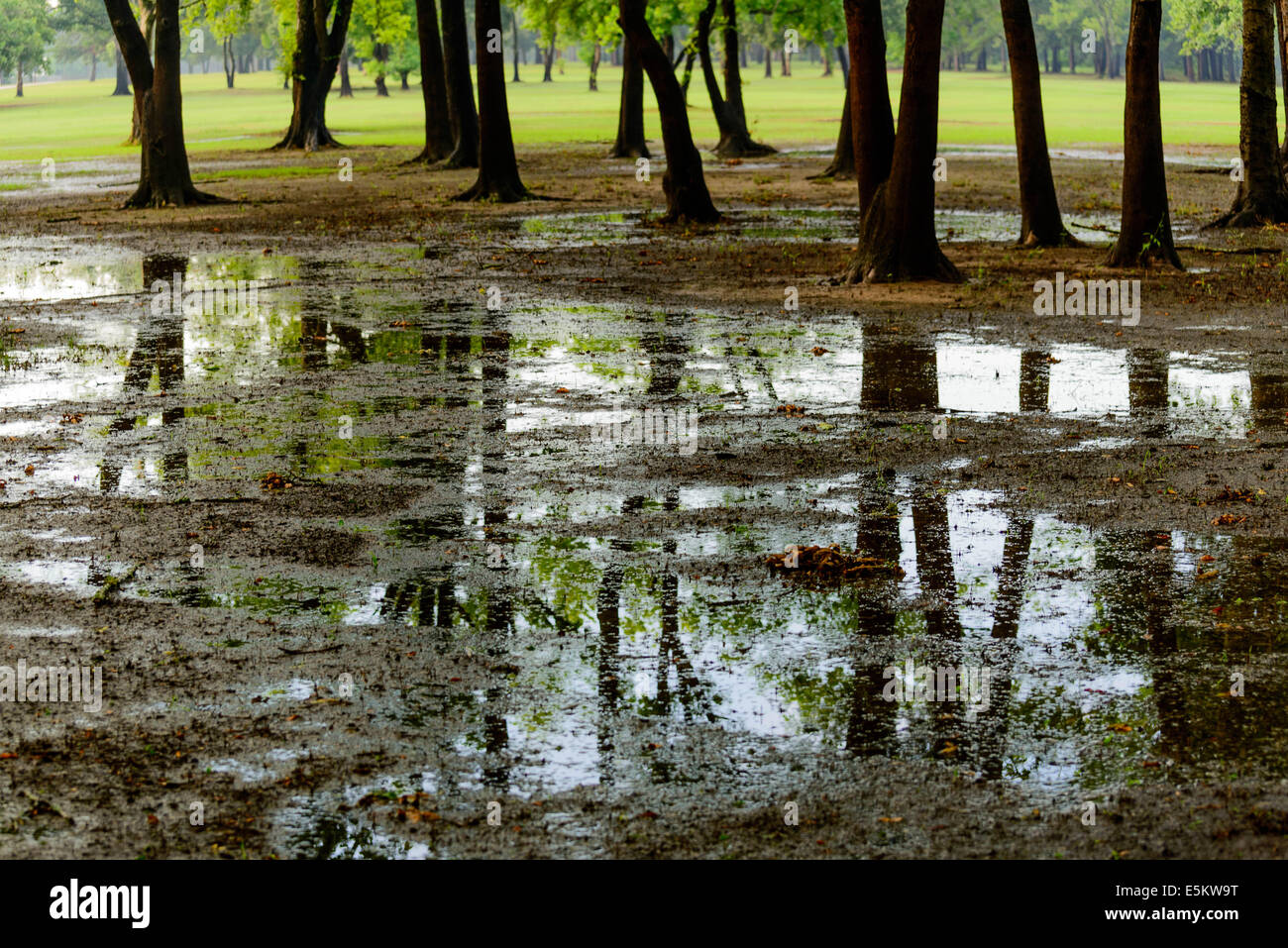 flooded park in Houston with standing water Stock Photo - Alamy
