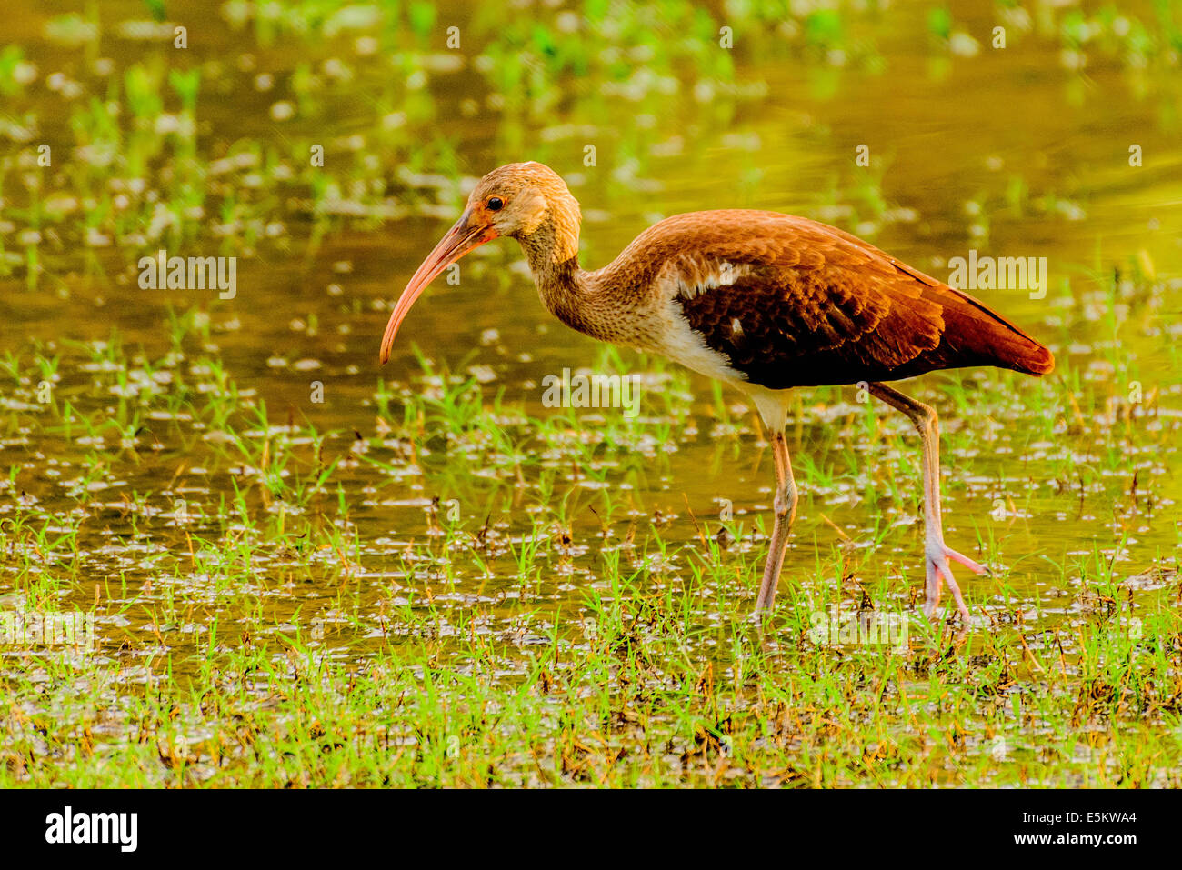 Juvenile american white ibis hi-res stock photography and images - Alamy