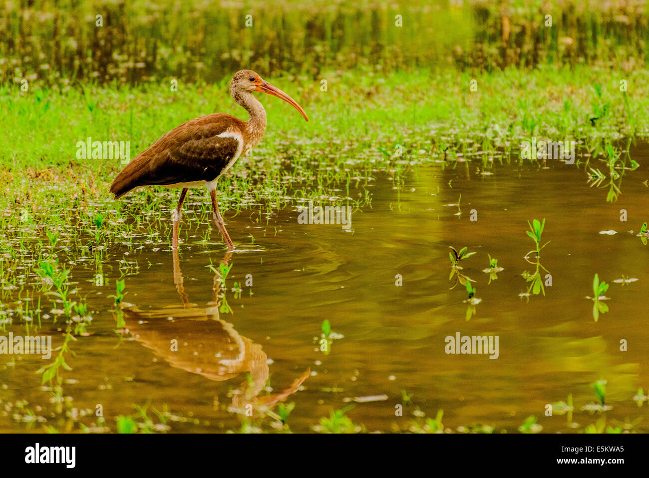 Juvenile american white ibis hi-res stock photography and images - Alamy
