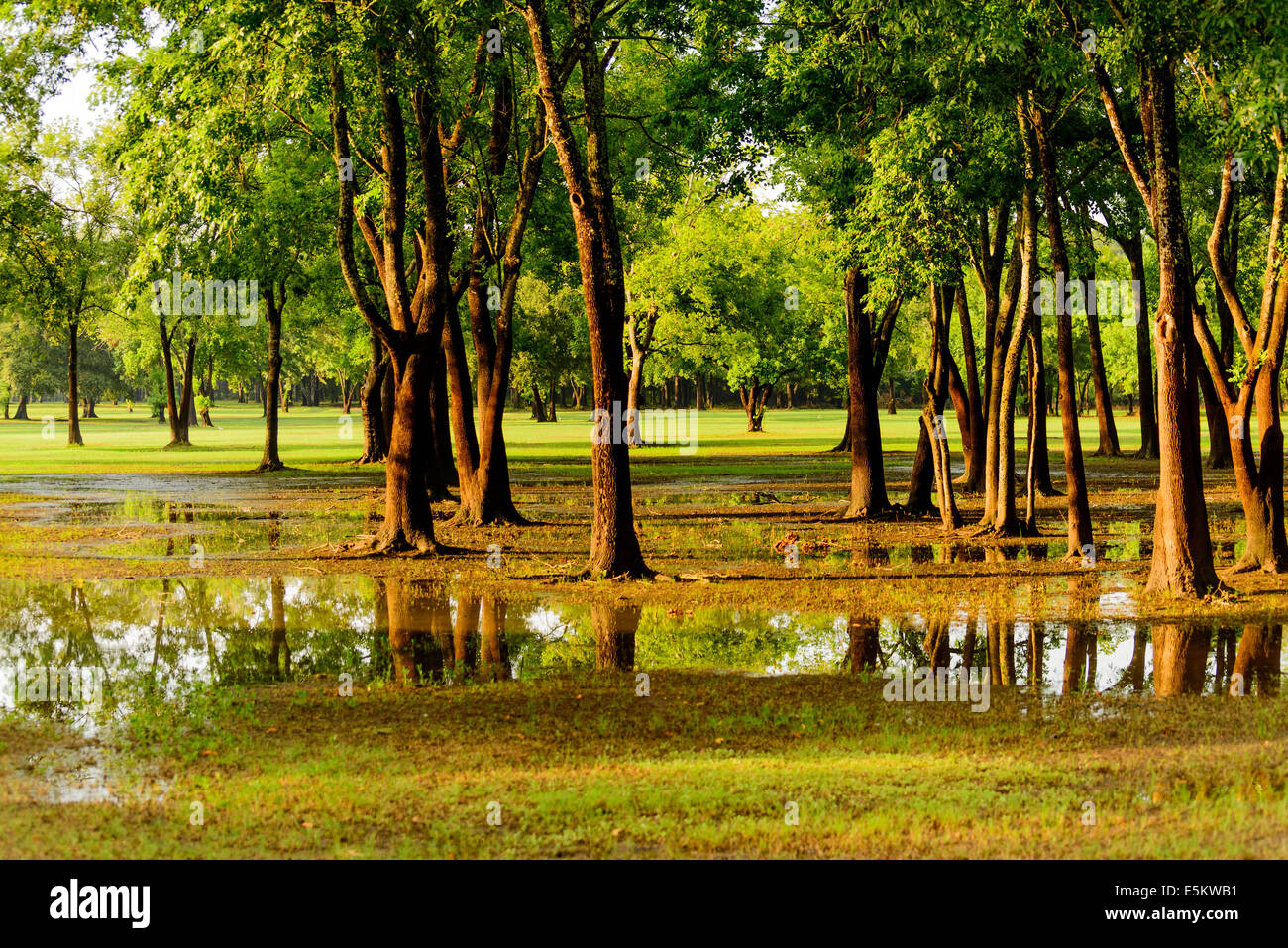 flooded park in Houston with standing water Stock Photo - Alamy