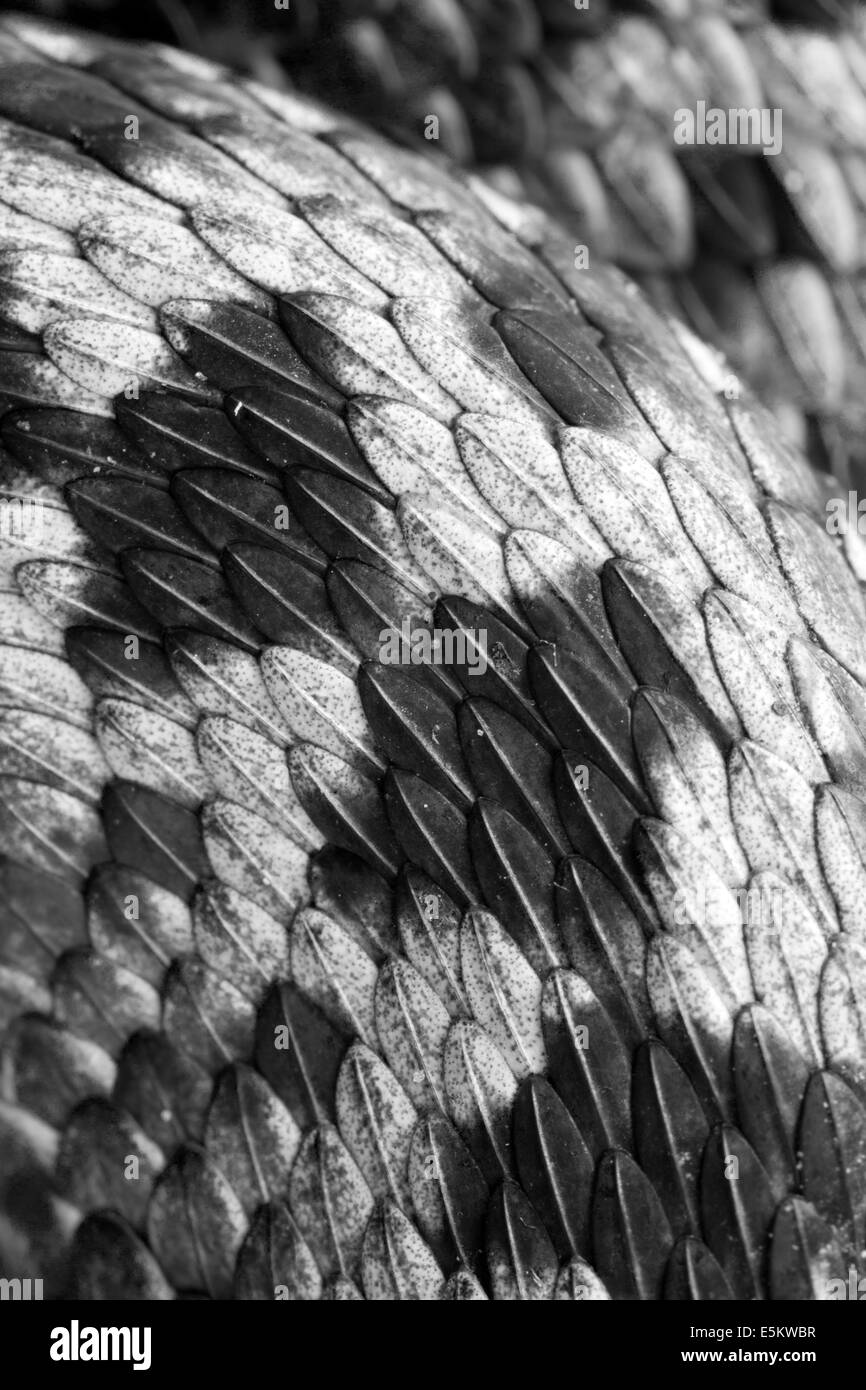Adder skin close up uk hi-res stock photography and images - Alamy