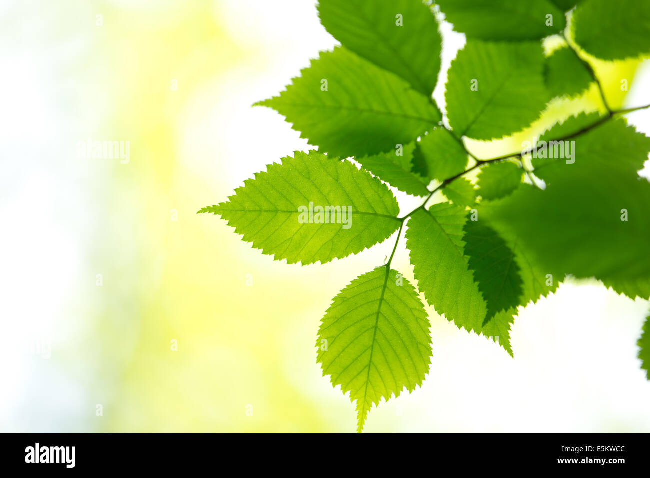 natural green background with selective focus Stock Photo - Alamy