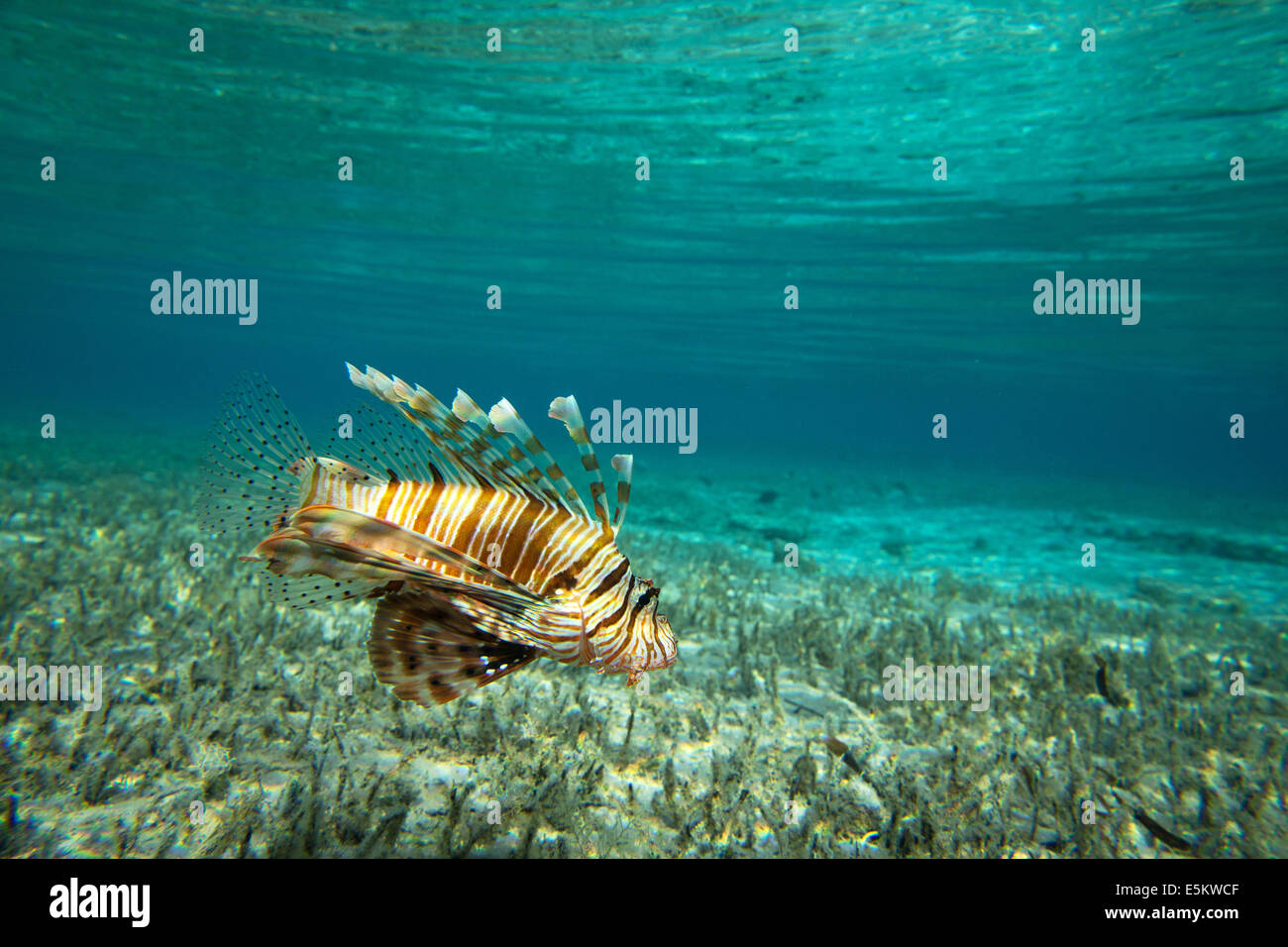 Lion fish swimming under water Stock Photo - Alamy