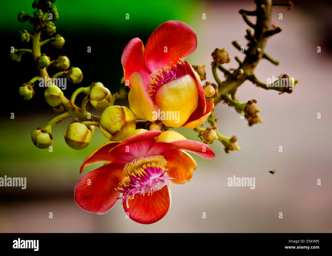 Sal tree hi-res stock photography and images - Alamy