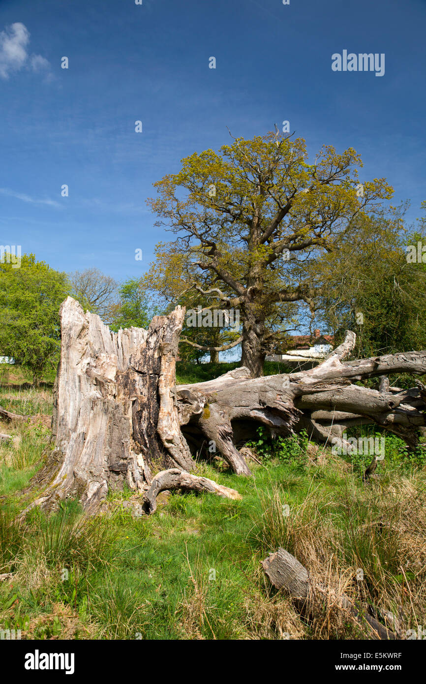 Oak tree uk forest dean hi-res stock photography and images - Alamy