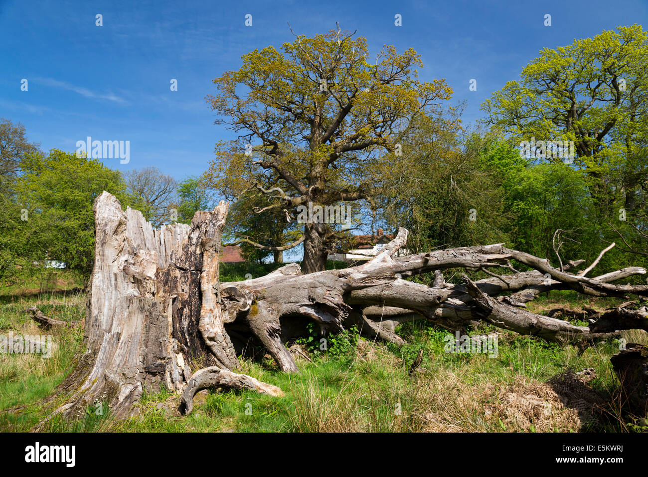 Ancient Oak Tree; Quercus robur; Speech House; Forest of Dean; UK Stock ...