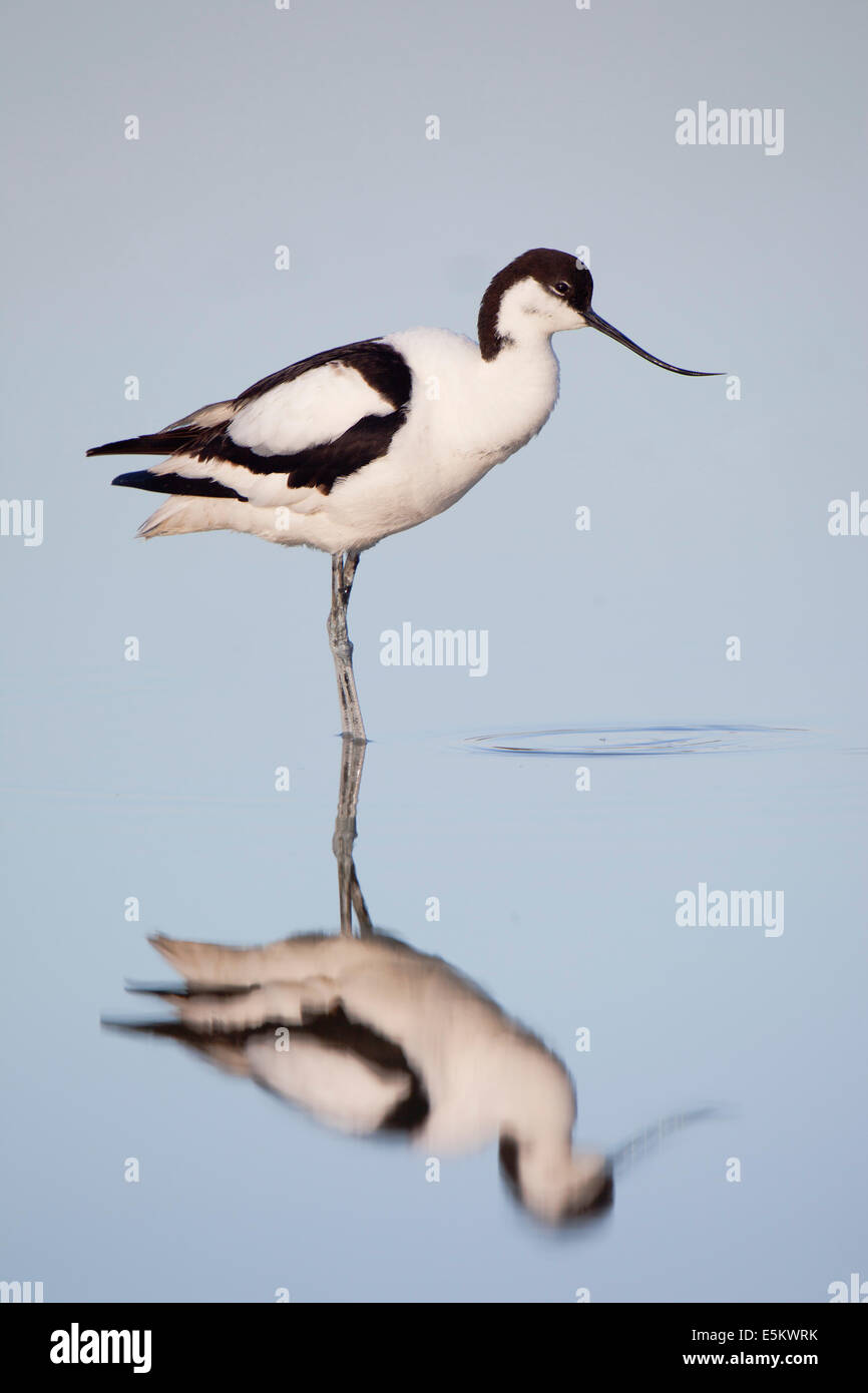 Avocet; Recurvirostra avosetta; with Reflection; Netherlands Stock ...