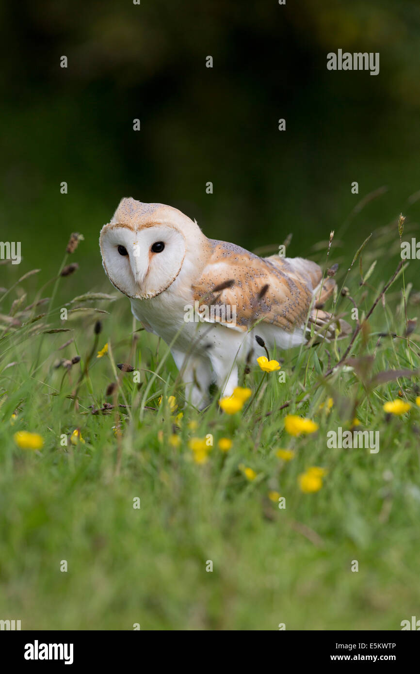 Tyto alba hi-res stock photography and images - Alamy