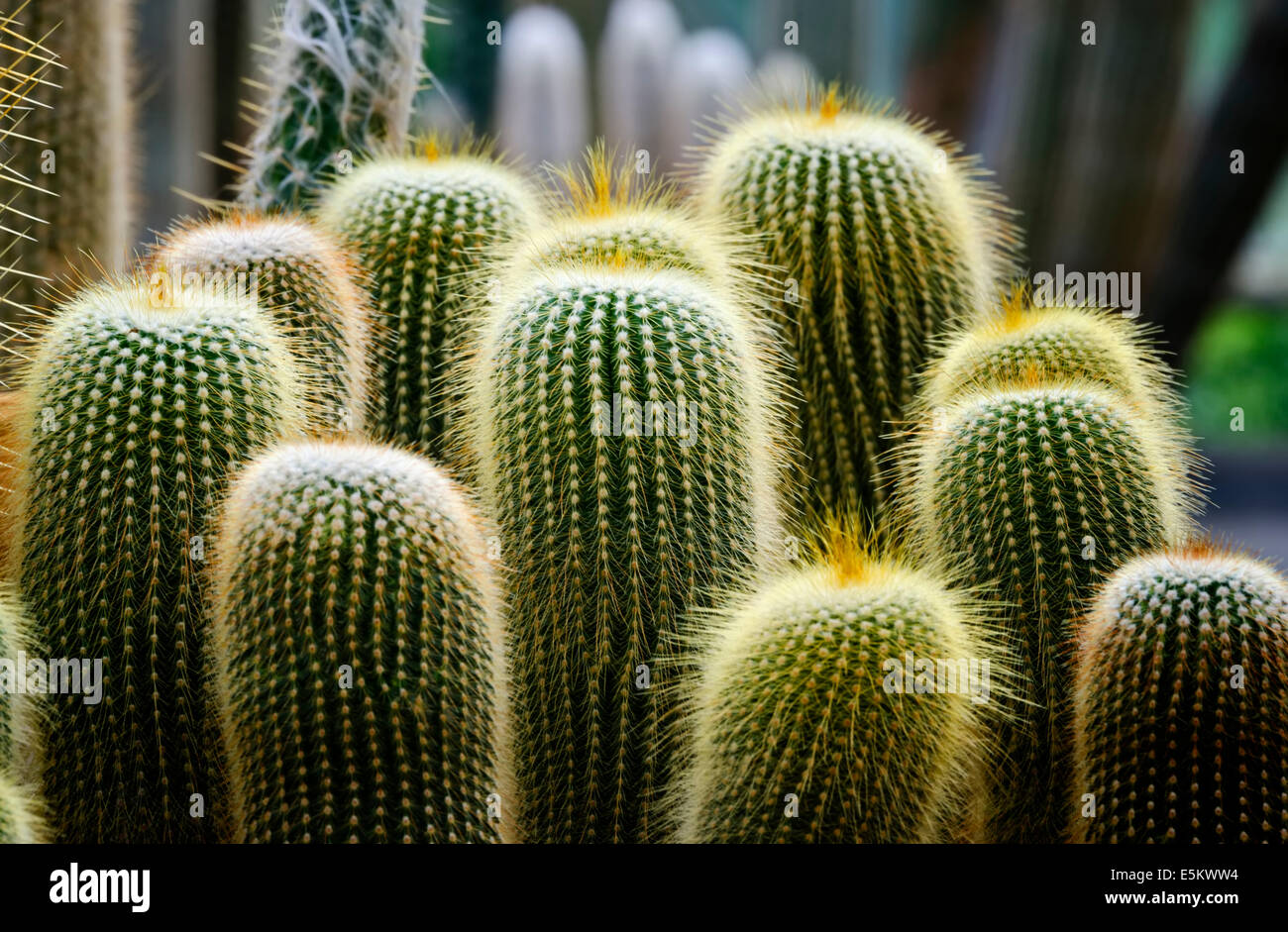 Groups of green cactus for background,select focus Stock Photo - Alamy