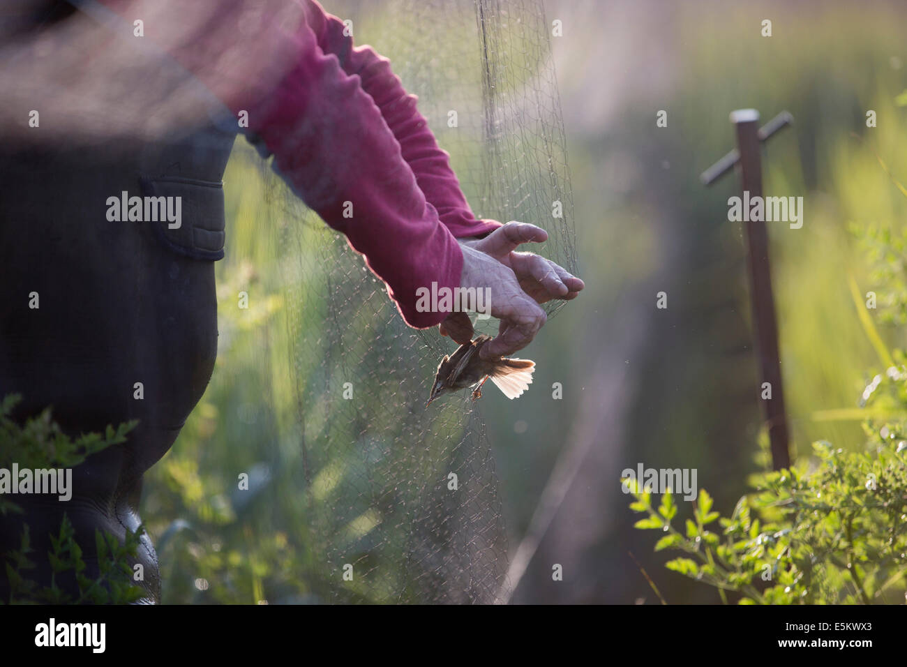 Bird Ringing; Net; Cornwall; UK Stock Photo - Alamy