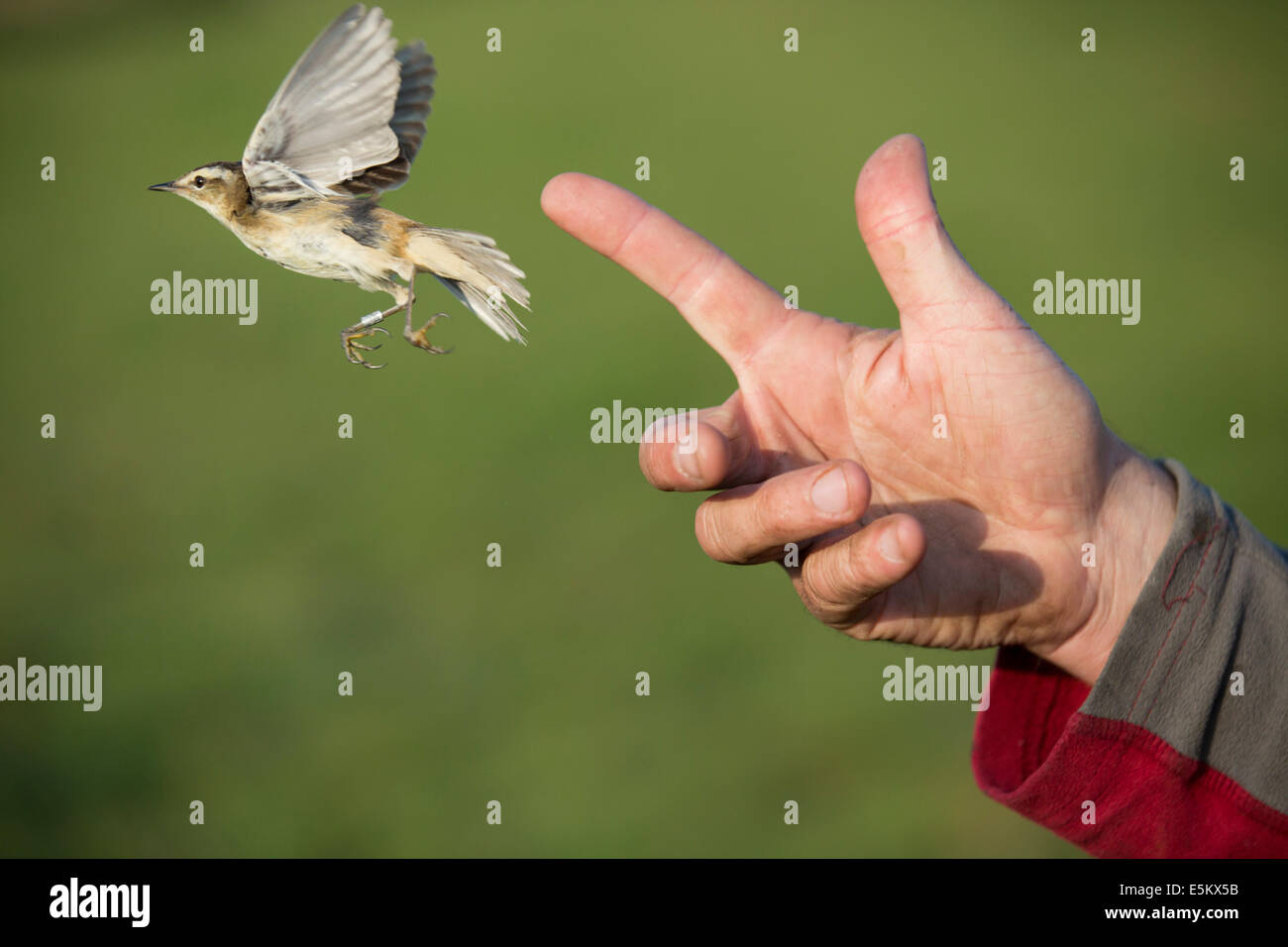 Release Bird High Resolution Stock Photography and Images - Alamy