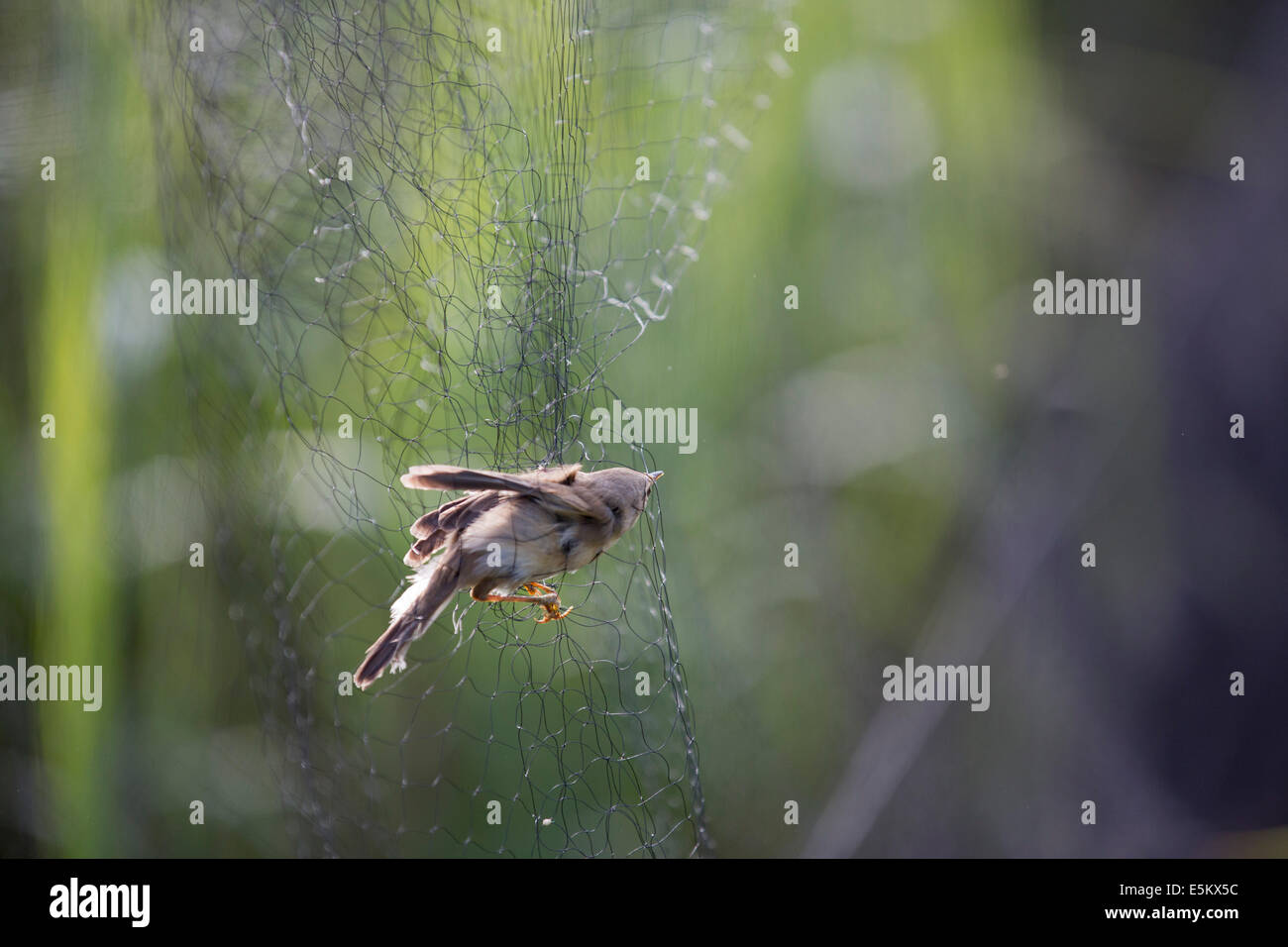 Bird catch net hi-res stock photography and images - Alamy