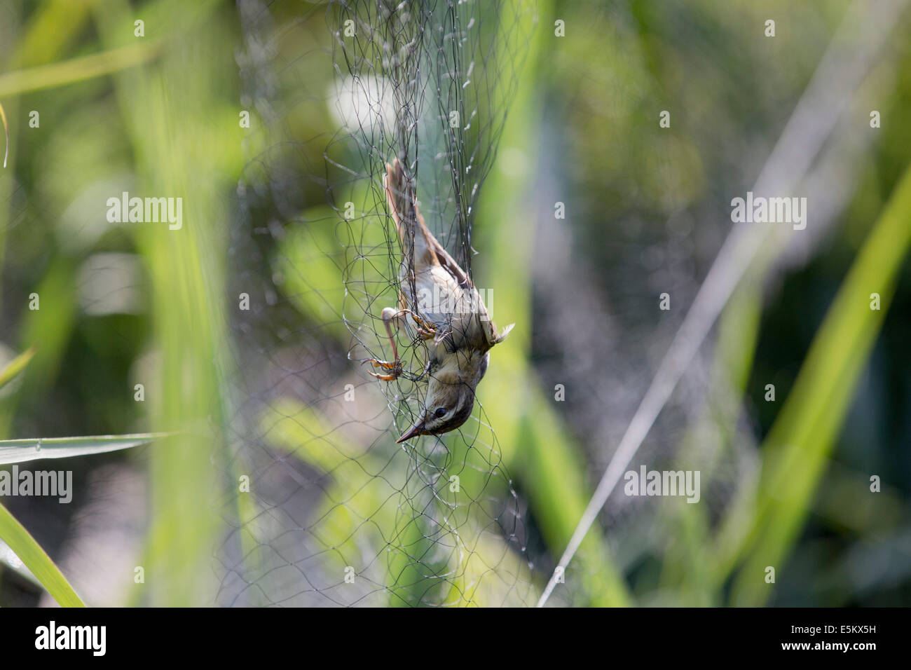 Bird catch net hi-res stock photography and images - Alamy