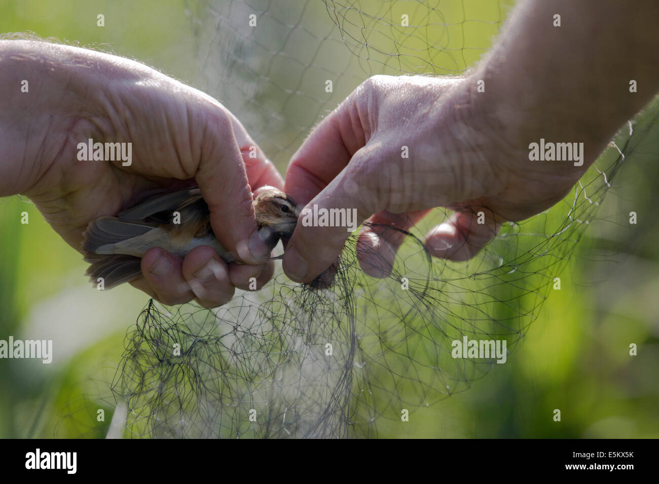 Mist net bird hi-res stock photography and images - Alamy