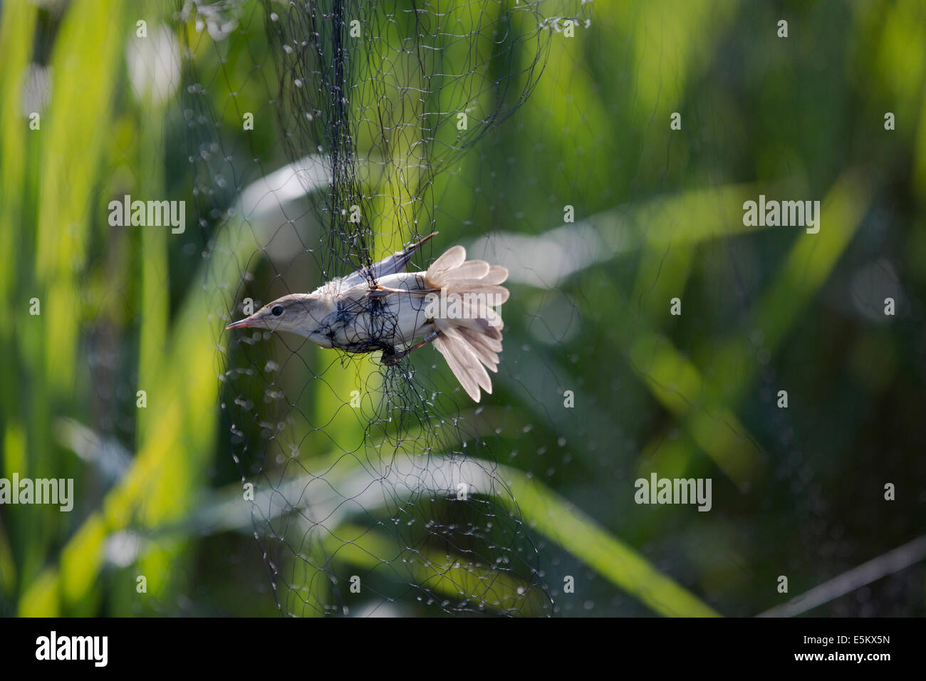 Bird catch net hi-res stock photography and images - Alamy