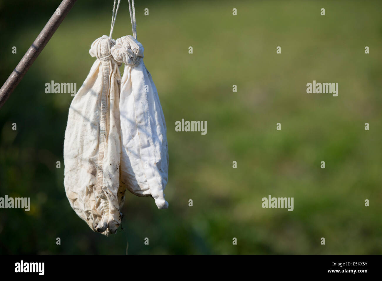 Bird Ringing; Equipment; Bags Used to Measure Weight; Cornwall; UK ...