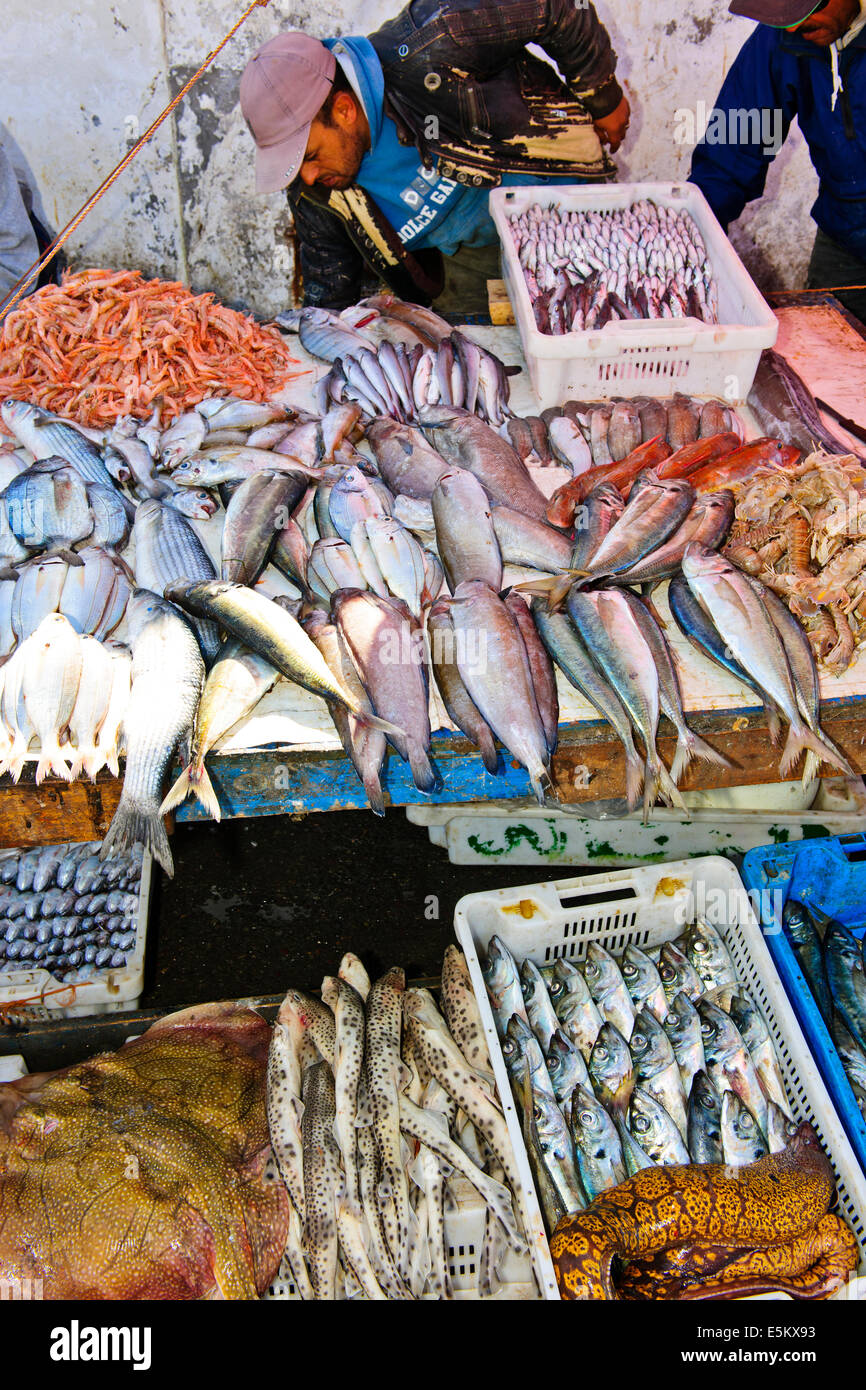 Very Busy Fishing Port,Atlantic Coast,some 250 Species,Fish Caught ...