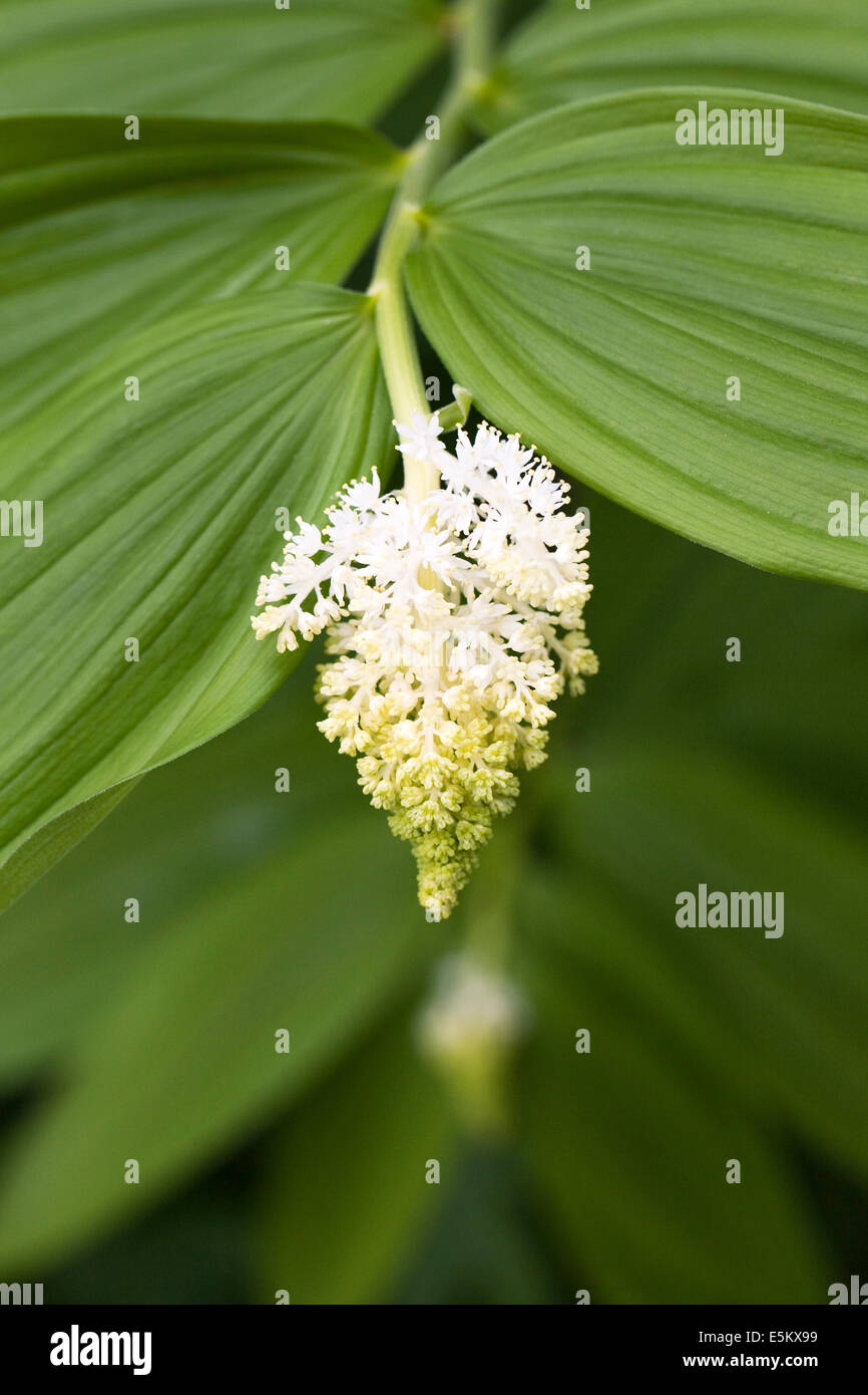 False Solomons Seal Stock Photos & False Solomons Seal Stock Images - Alamy
