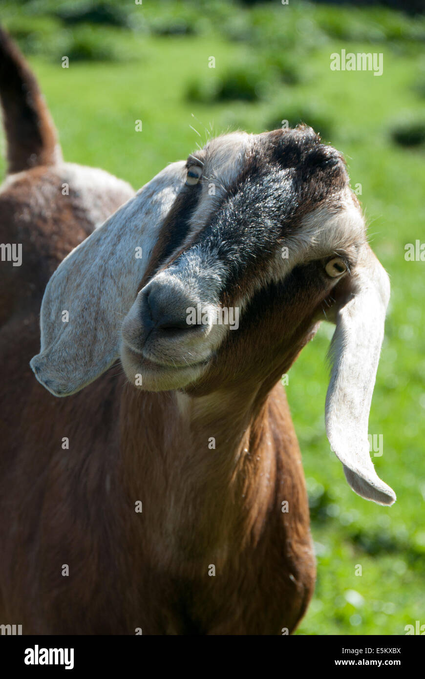Goat ears hi-res stock photography and images - Alamy