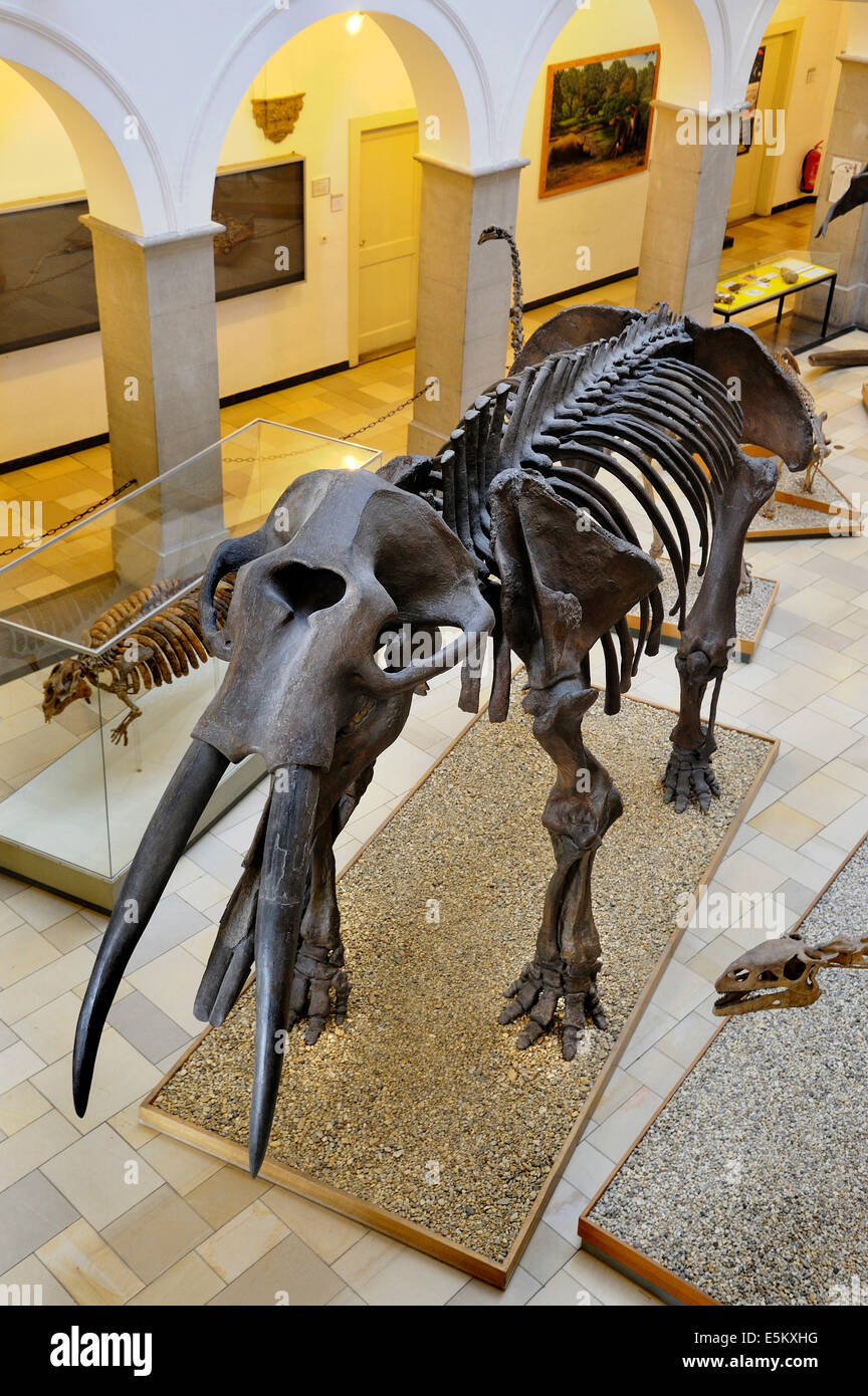 Gomphotherium skeleton hi-res stock photography and images - Alamy