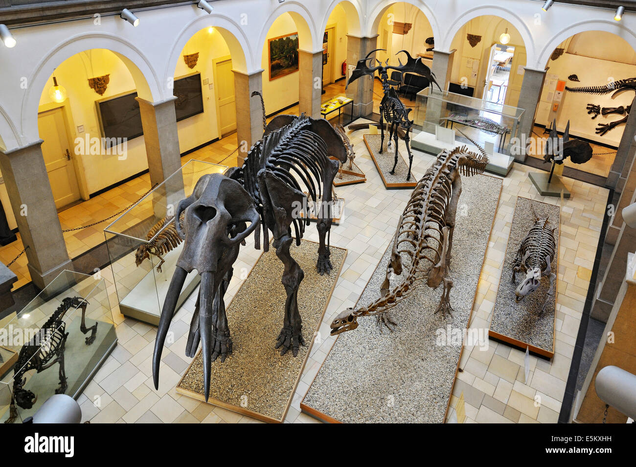 Mühldorfer Urelefant (Gomphotherium), skeleton, Paleontological Museum ...