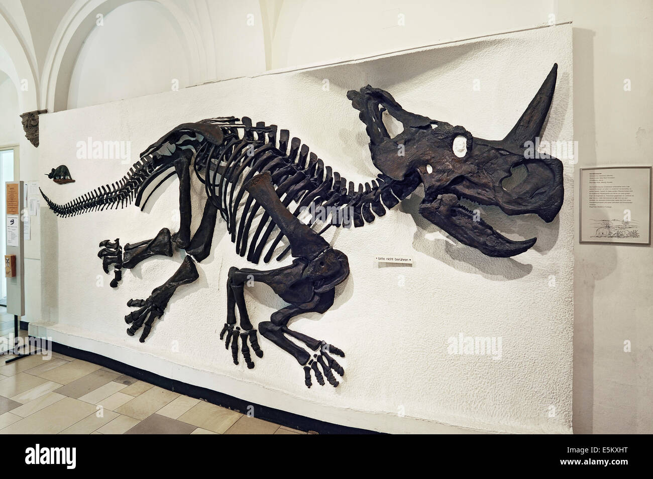 Monoclonius Dinosaur (Monoclonius nasicornus), skeleton ...