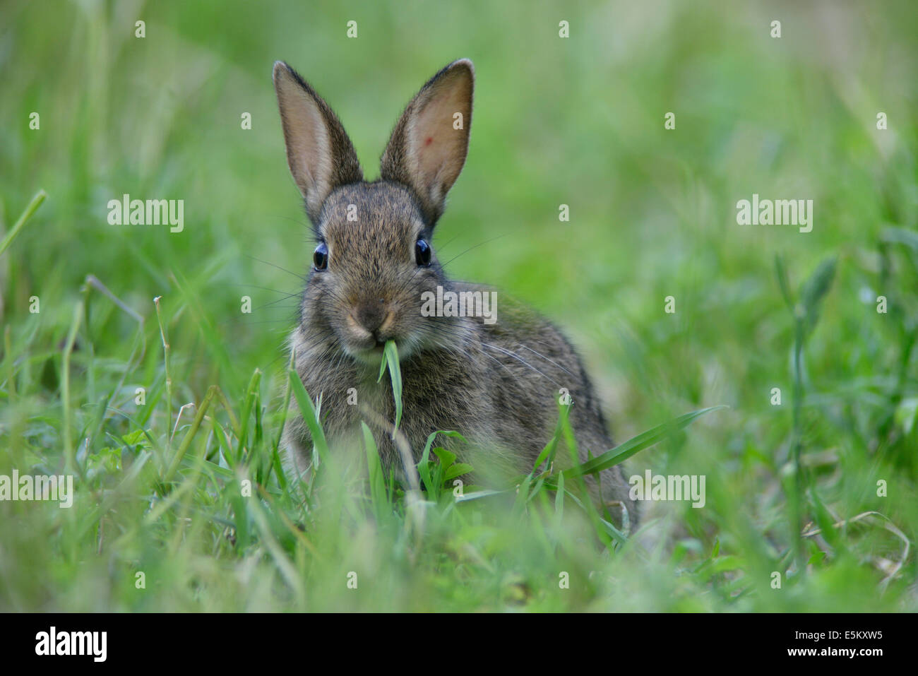 European rabbit (Oryctolagus cuniculus), young, Emsland, Lower Saxony ...