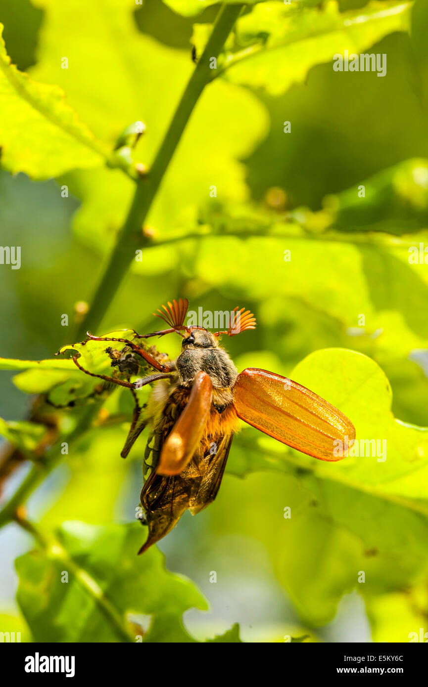Chestnut Cockchafer (Melolontha hippocastani), taking off, Burgenland ...