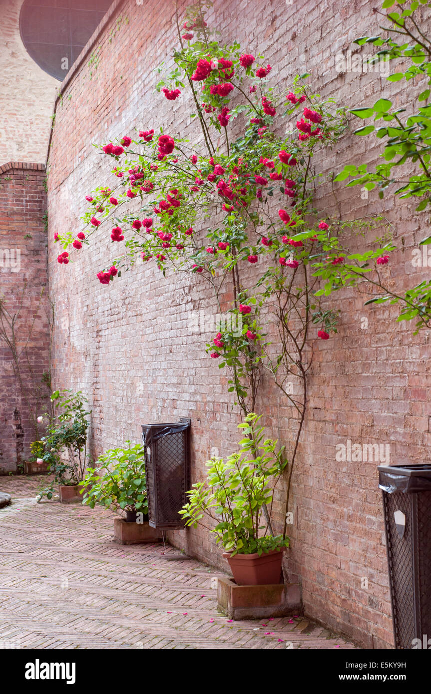 Trained up a wall hi-res stock photography and images - Alamy