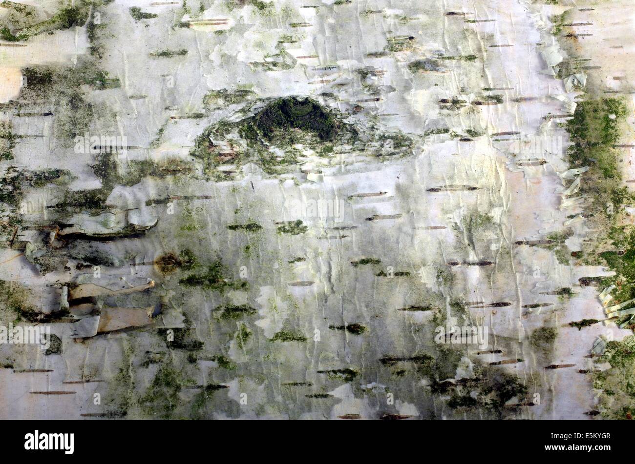 birch bark background with green moss Stock Photo - Alamy