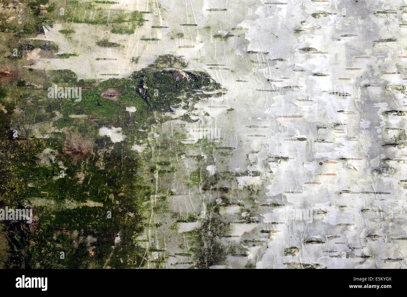 birch bark background with moss Stock Photo - Alamy
