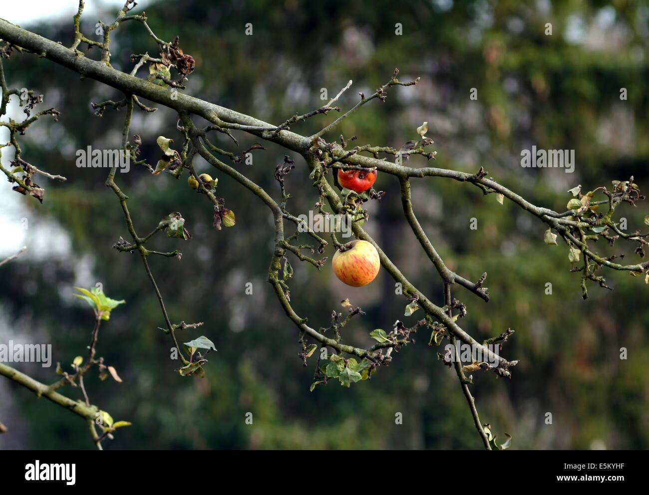 apple on branch Stock Photo - Alamy