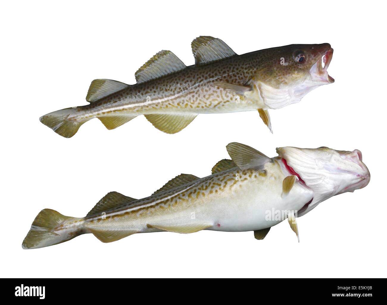 two big cod fish on a white background Stock Photo - Alamy