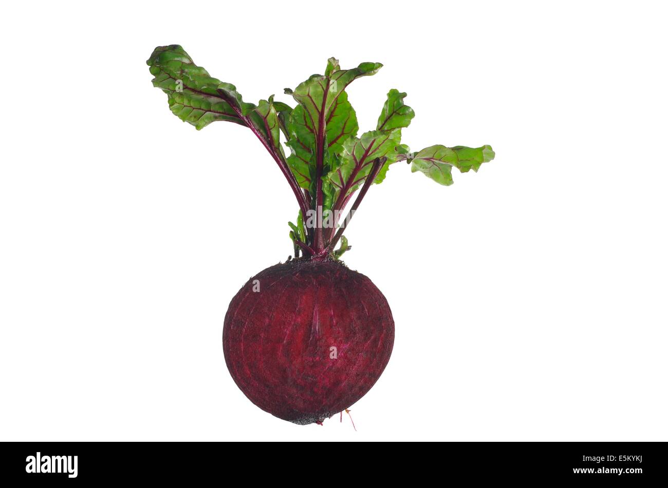 growing red beetroot on white background Stock Photo - Alamy