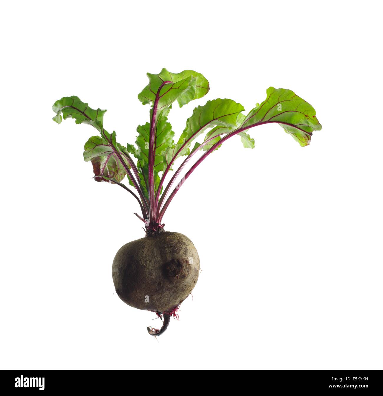growing red beetroot on white background Stock Photo - Alamy