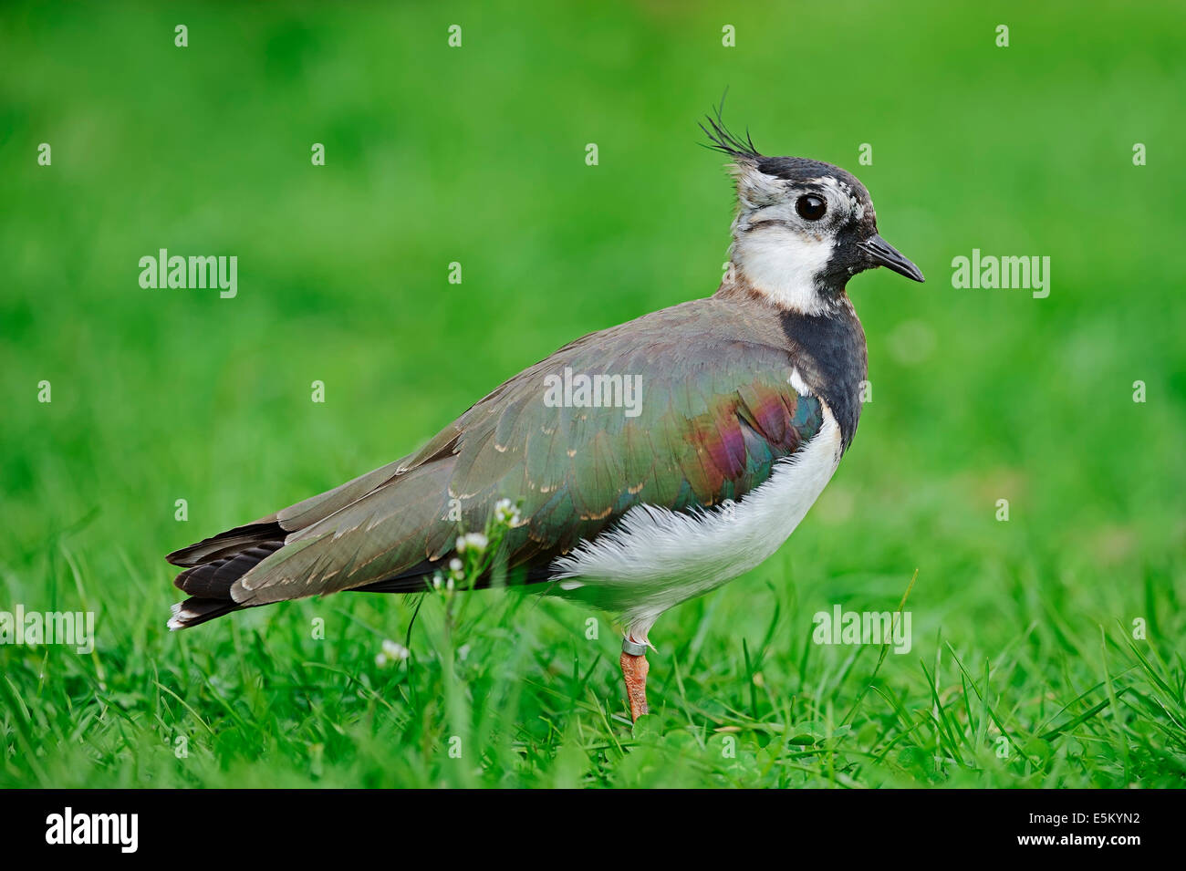 Northern Lapwing, Peewit or Pewit (Vanellus vanellus), North Rhine ...