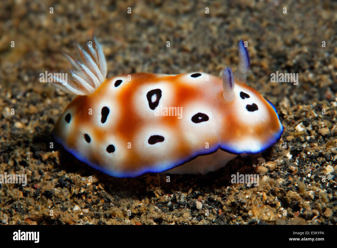 Leopard chromodoris hi-res stock photography and images - Alamy