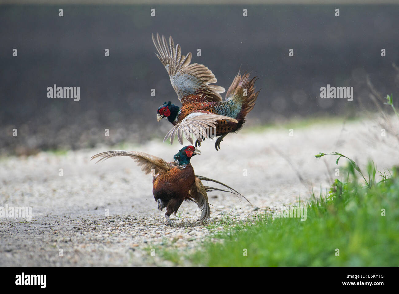 Fighting pheasants hi-res stock photography and images - Alamy