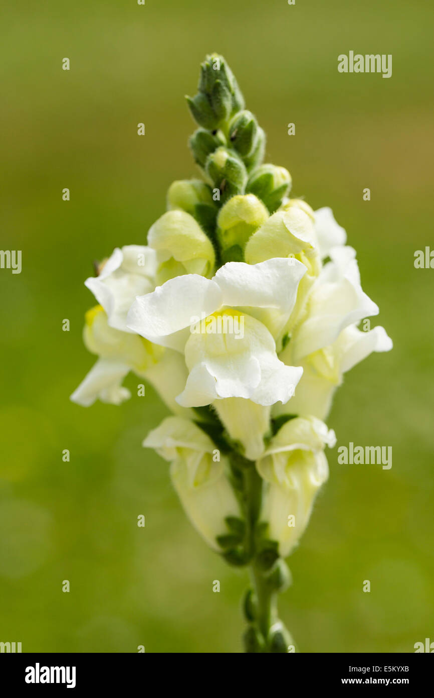 Snapdragon bud hi-res stock photography and images - Alamy