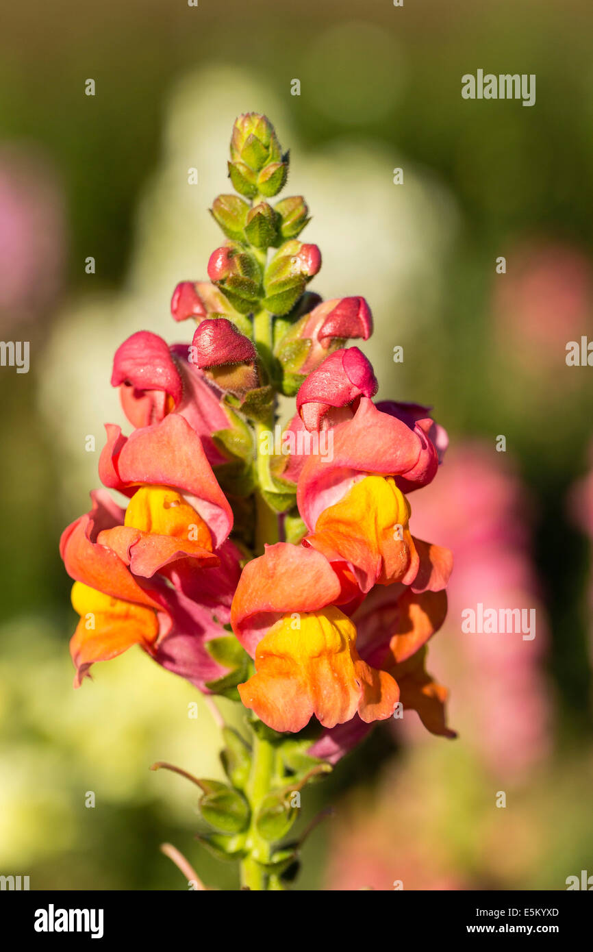 Common snapdragon antirrhinum majus hi-res stock photography and images ...