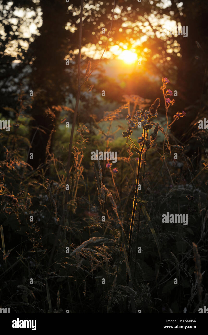 Evening Summer sun shining through wild grasses, wildflowers and trees ...