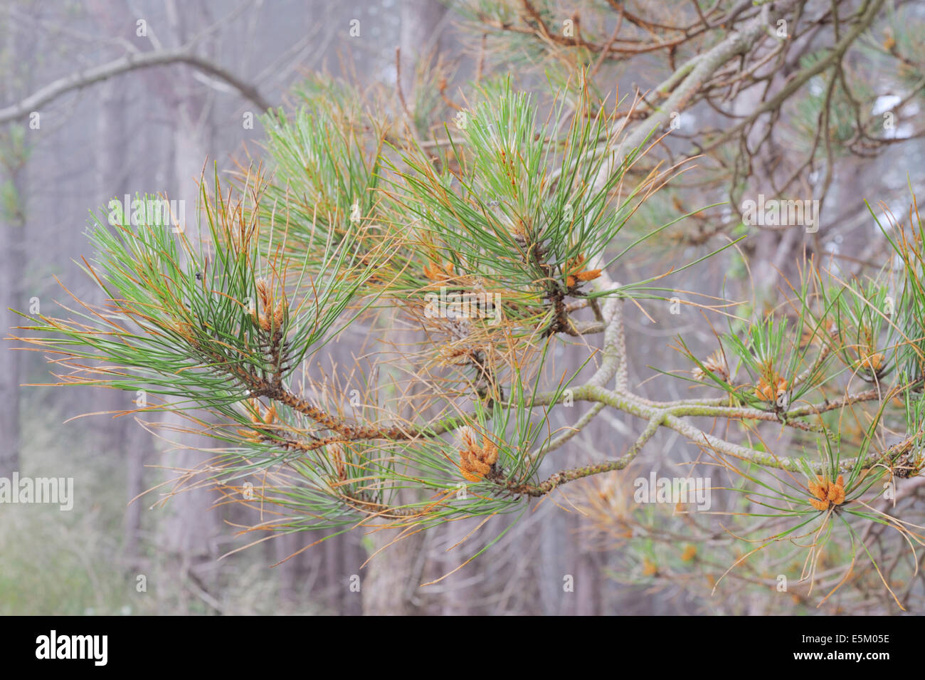 Dothistroma Needle Blight Austrian Pine