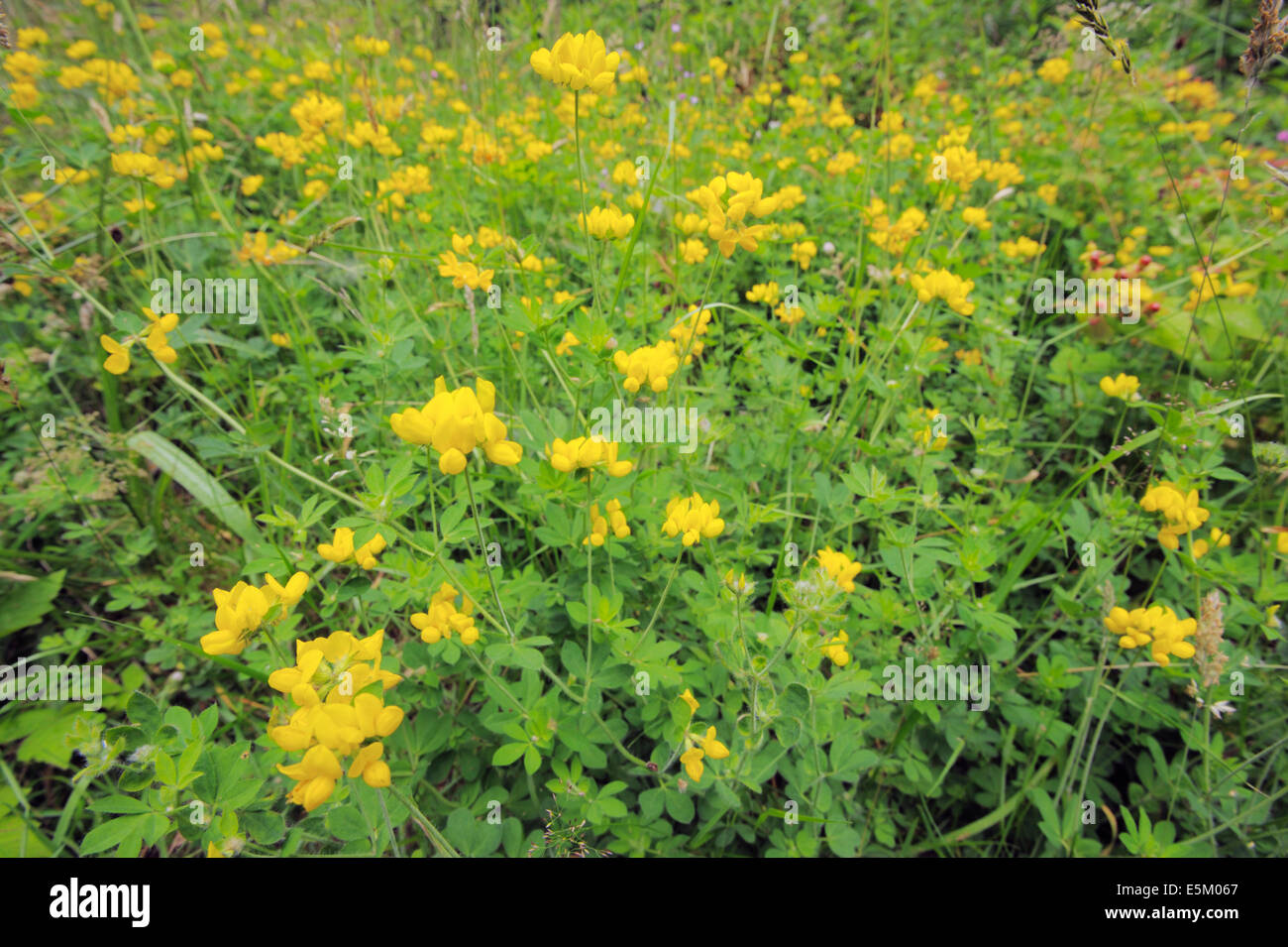 Lotus uliginosus hi-res stock photography and images - Alamy
