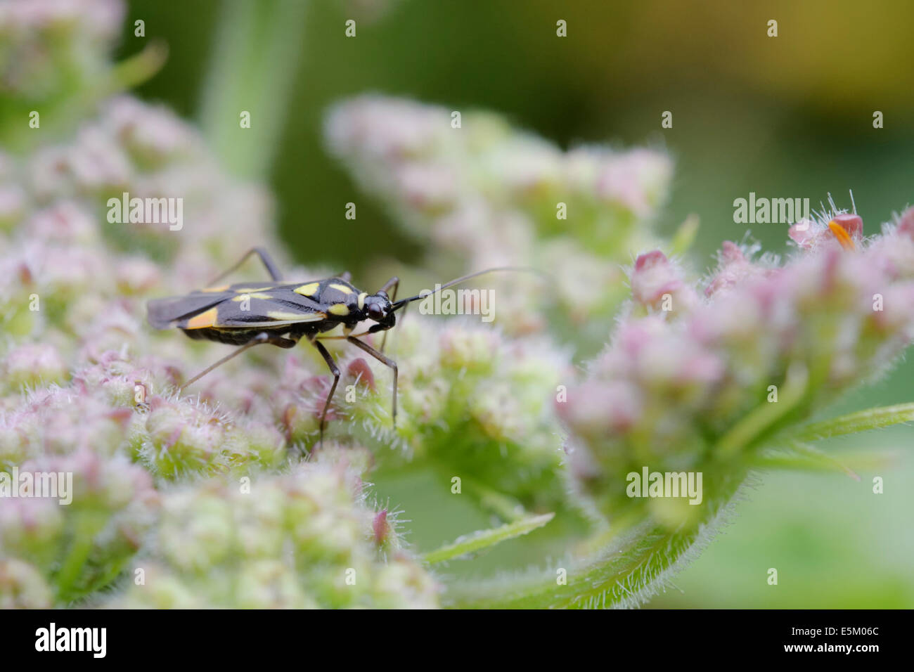 Mirid Bug, Calocoris stysi, Wales, UK Stock Photo - Alamy