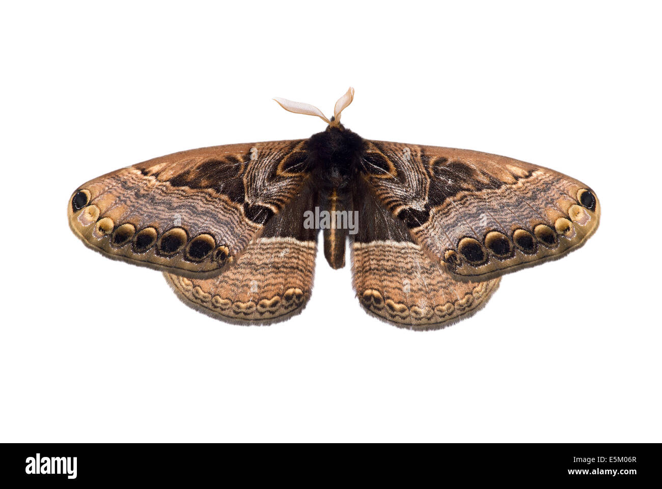 Brahmin moth Cut Out Stock Images & Pictures - Alamy